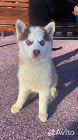 Собака помски