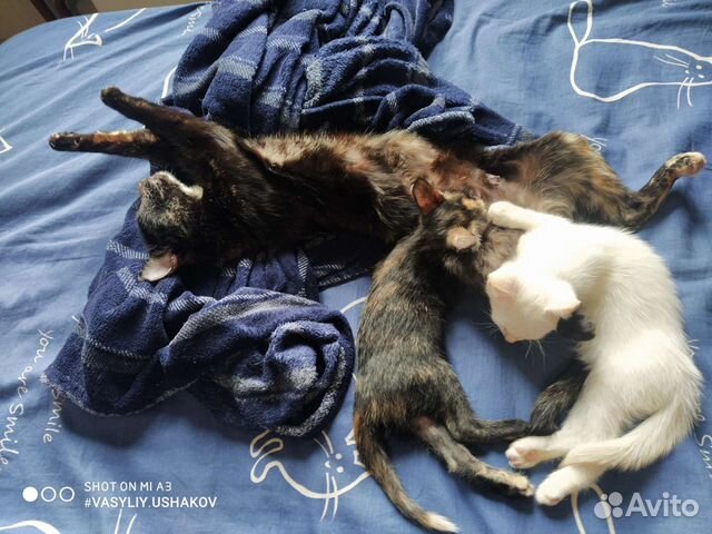 Шотландские котята,смешаные