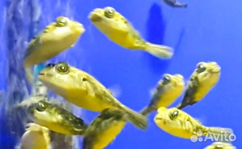 Тетрадон (Fahaka Puffer)
