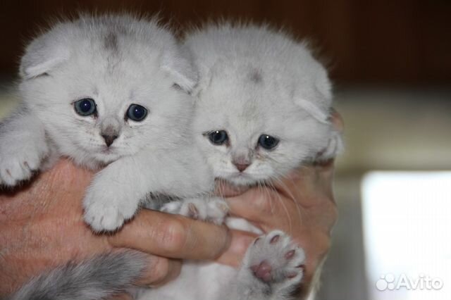 Клубные котята редкого окраса
