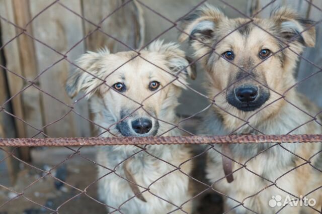 5-ти месячные щенки