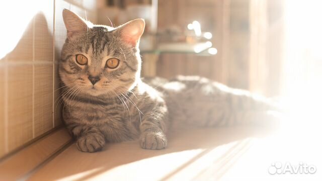 Британский кот на вязку