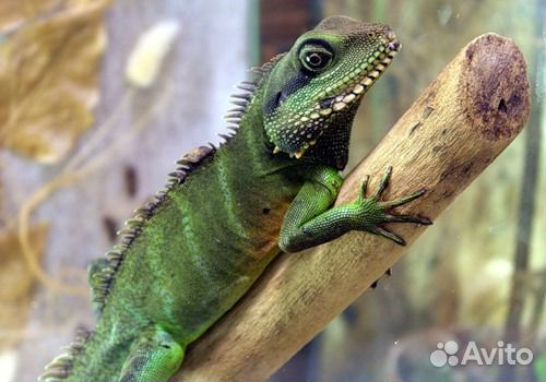 Агама водяная