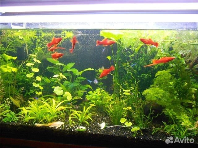 Растения с прополки большое ведро