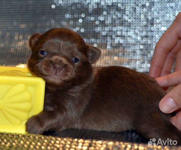 У нас пополнение, 3 шоколадных суки