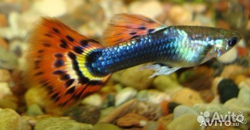 Гуппи Гвоздика Poecilia recticulata