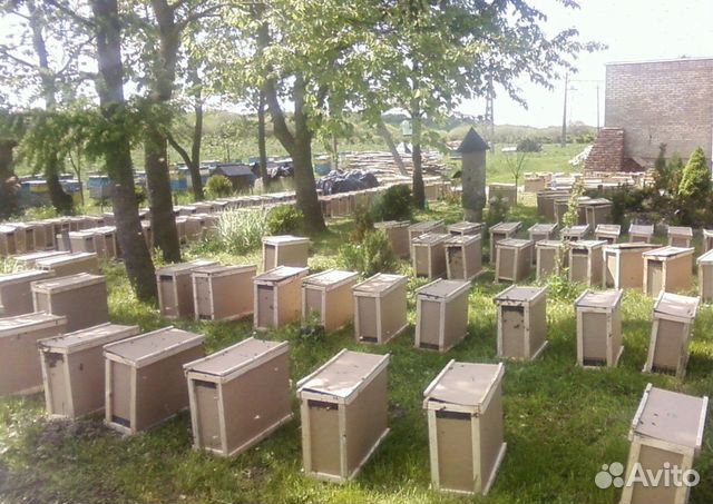 Пчелопакеты