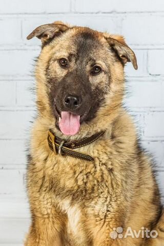 Генри-умный сообразительный пес в добрые руки