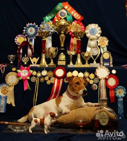 Джек рассел мультичемпион приглашает на вязку