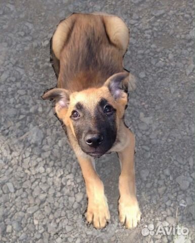 Плюшевые щенки палевого окраса в добрые руки