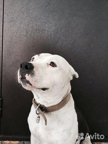 Стаффорд Вязка Случка