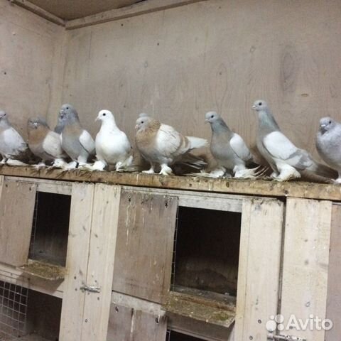 Голуби Агараны и касаны