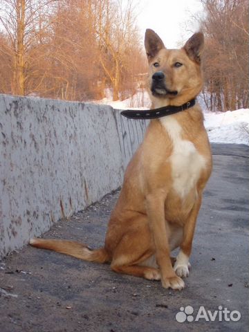 Невероятная рыжая красавица Тина ищет дом