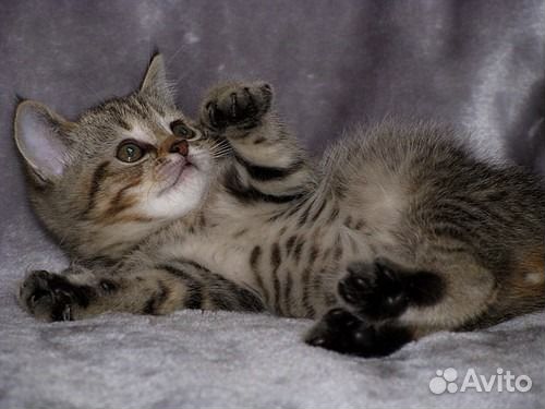 Полосатые британчики от своей кошки