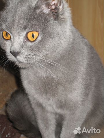 Британка Лейла в добрые руки