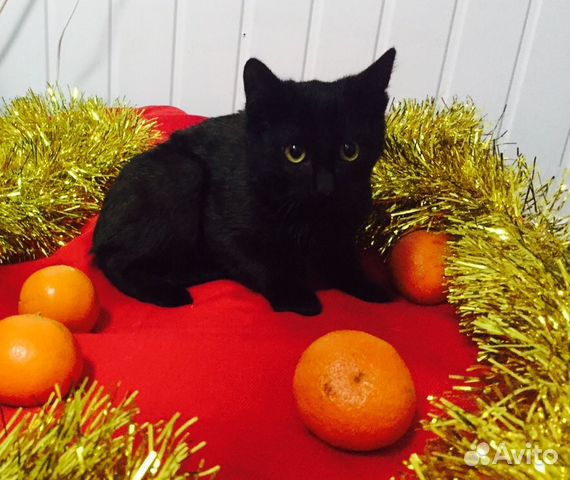 Чёрная пантерка - поюшевый котенок в любящие руки