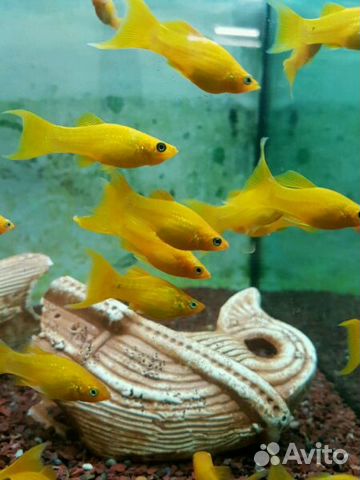 Аквариумная рыбка-Моллинезия лирахвост желтая круп