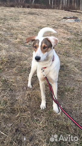 Щенок 8 месяцев Корица в дар