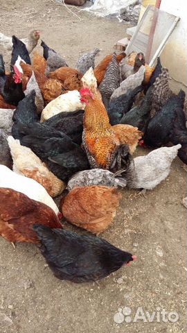 Продам инкубаторские яйца