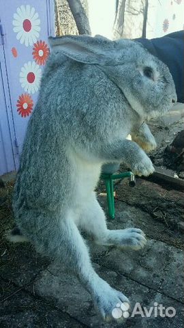 Крольчата Великаны, Новозеландцы