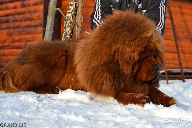Очень крупный тибетский мастиф (щенкок 100 Китай)