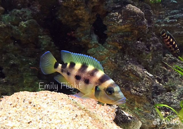Neolamprologus sexfasciatus gold