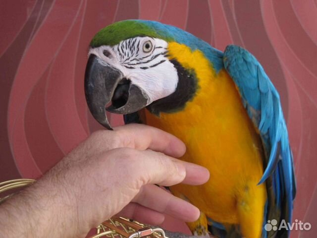 Ара синий с жёлтым