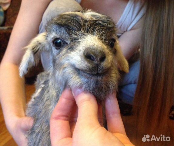 Козлята от высокоудойных коз