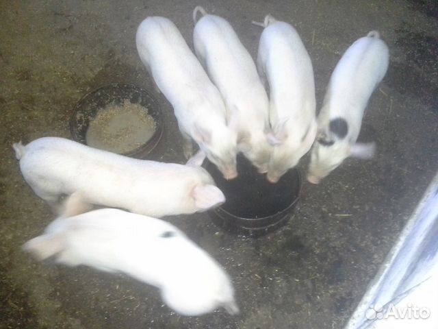 Поросята Продаем свинок и кабанчиков