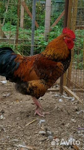 Молодые кученские петухи (луноокаймлёные)