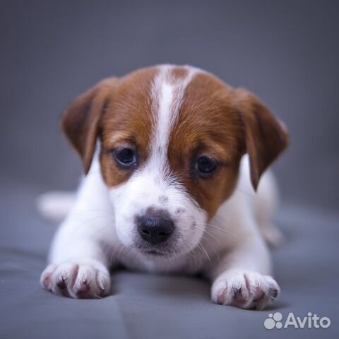 Очень красивые девочки