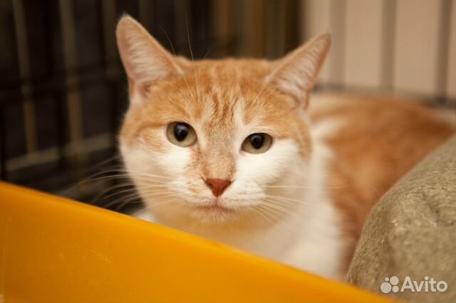 Одинокая кошечка Изабелла желает познакомиться