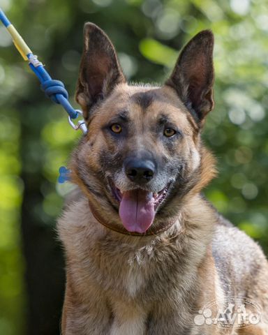 Метис Туман в добрые руки