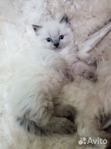 Невские маскарадные котята