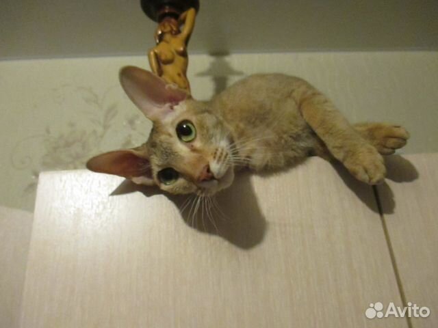Вязка кошечка ждёт жениха