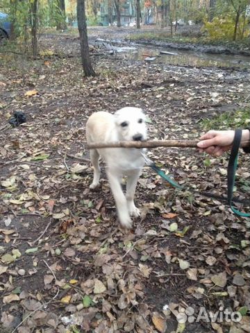 Отделом уфмс России по Ростовской области в Советс