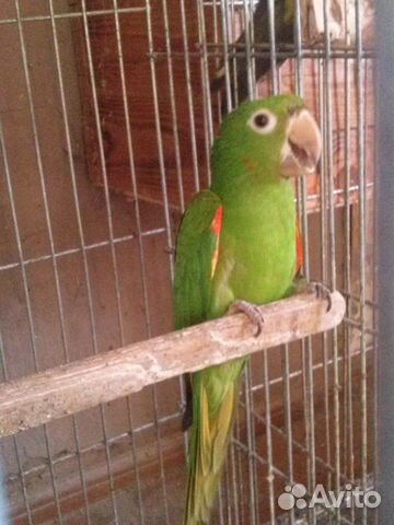 Белоглазая аратинга