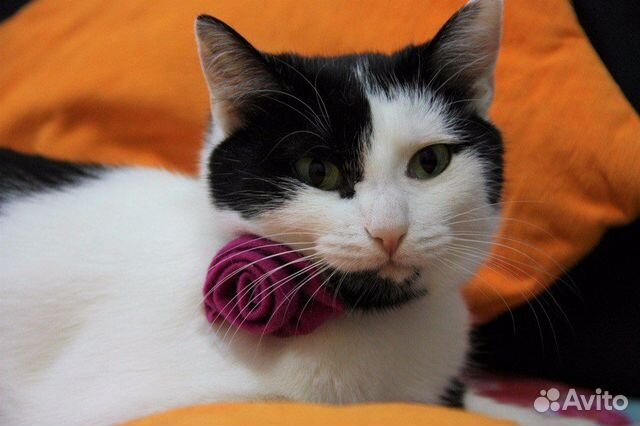 Кошка Розочка ищет дом