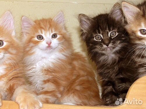 Рыжие и "лесные" лапочки