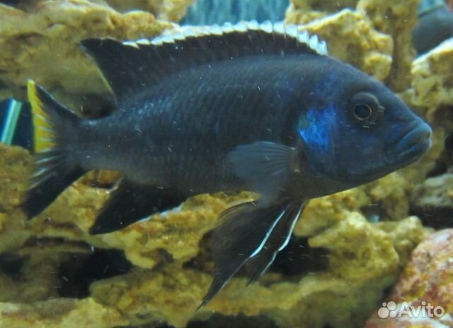 Редкий вид Pseudotropheus Acei Itungi