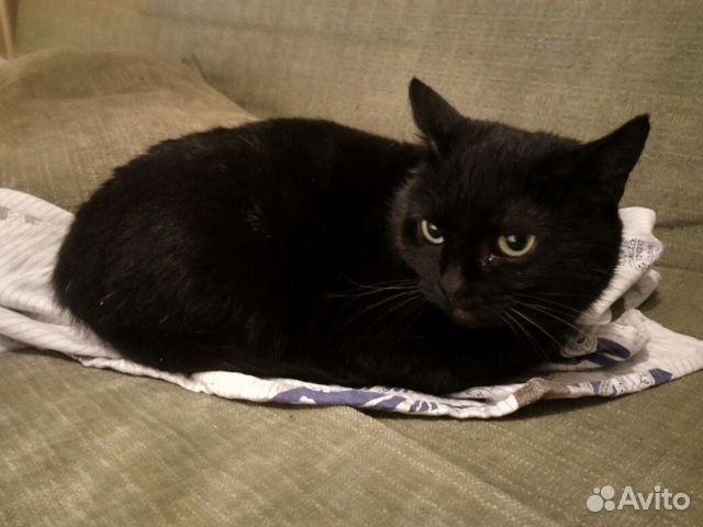 Черный кот в дар