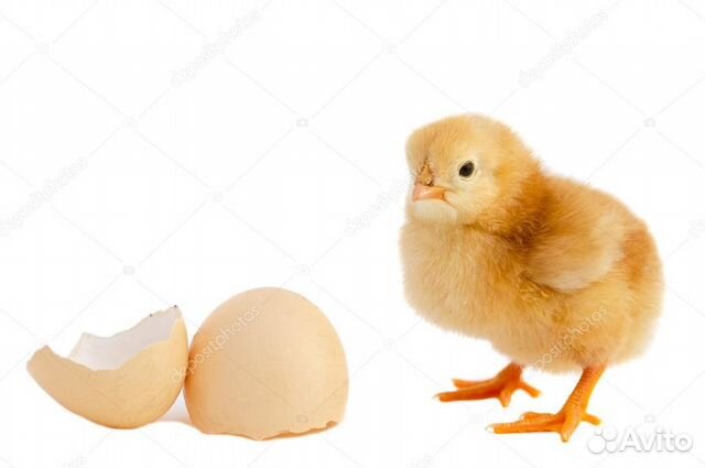 Инкубационное яйцо кобб500, кобб700