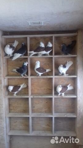 Голуби Чебаркульские бойные