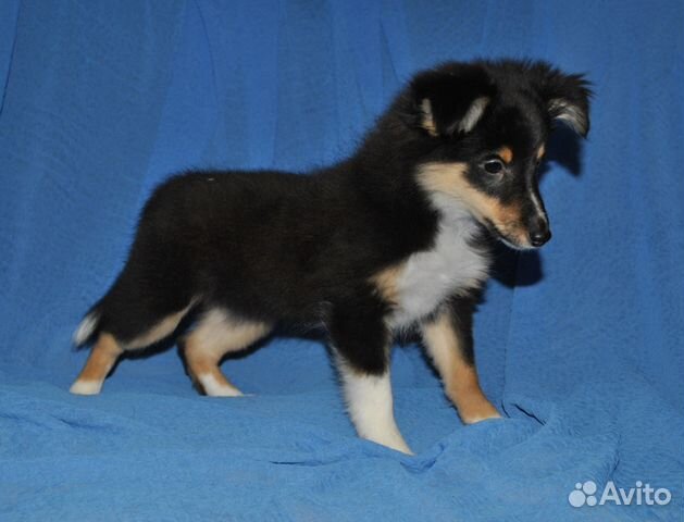 Продаются щенки шелти