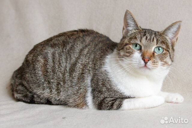 Милая Мармеладка ищет дом