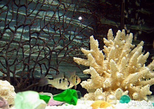 Установка и обслуживание аквариума