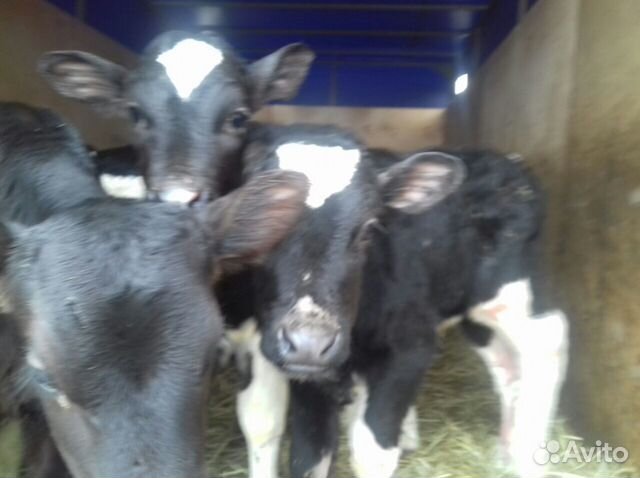 Телята месячные