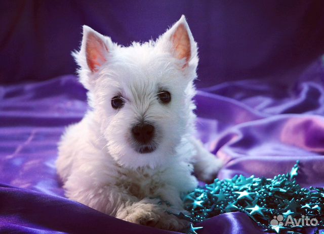 Вестики мальчик и девочка