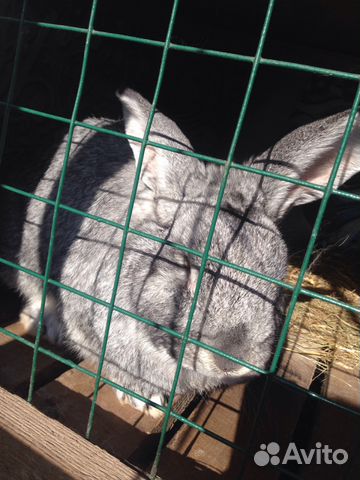 Племенные кролики калифорнийцы и русский великан