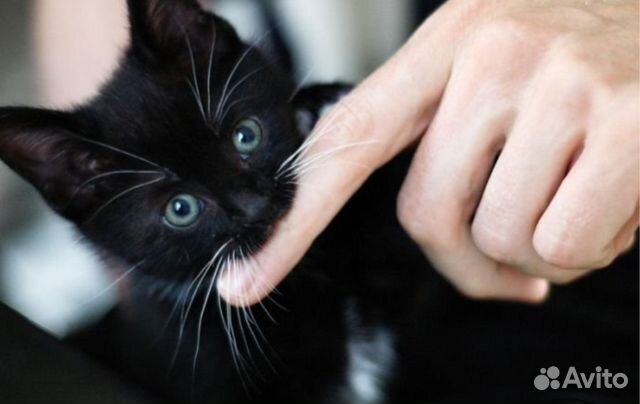 Котята от британской мамы